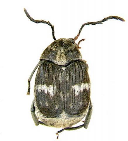 mexican_bean_weevil | Infonet Biovision Home.