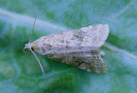 moth_of_cabbage_webworm_ | Infonet Biovision Home.