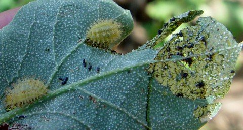 larvae_of_epilachna_beetle | Infonet Biovision Home.