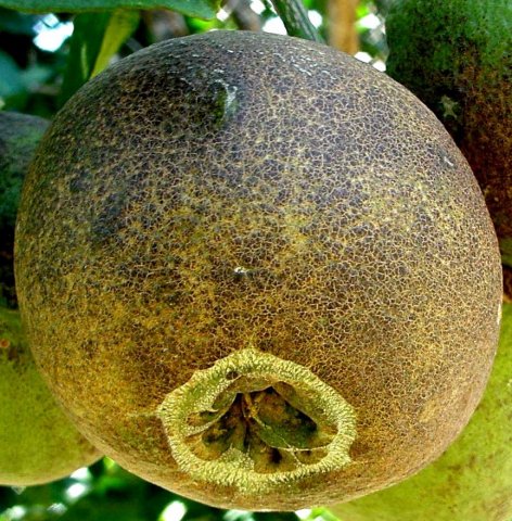 citrus_rust_mite_damage | Infonet Biovision Home.