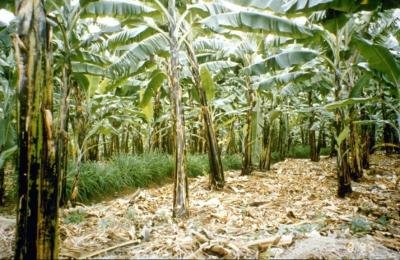 traditional_banana_mulching | Infonet Biovision Home.
