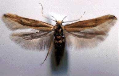 larger_grain_borer_prostephanus_truncatus | Infonet Biovision Home.