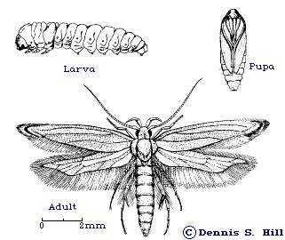 larger_grain_borer_prostephanus_truncatus | Infonet Biovision Home.