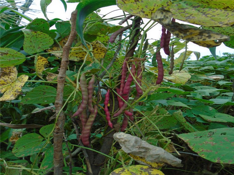 Indigenous Vegetables | Infonet Biovision Home.