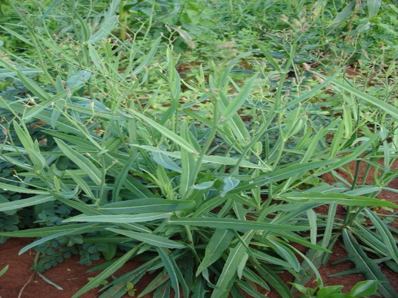 Indigenous Vegetables | Infonet Biovision Home.