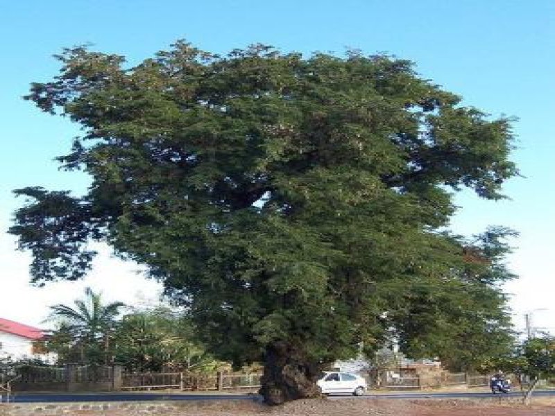 Trees | Infonet Biovision Home.